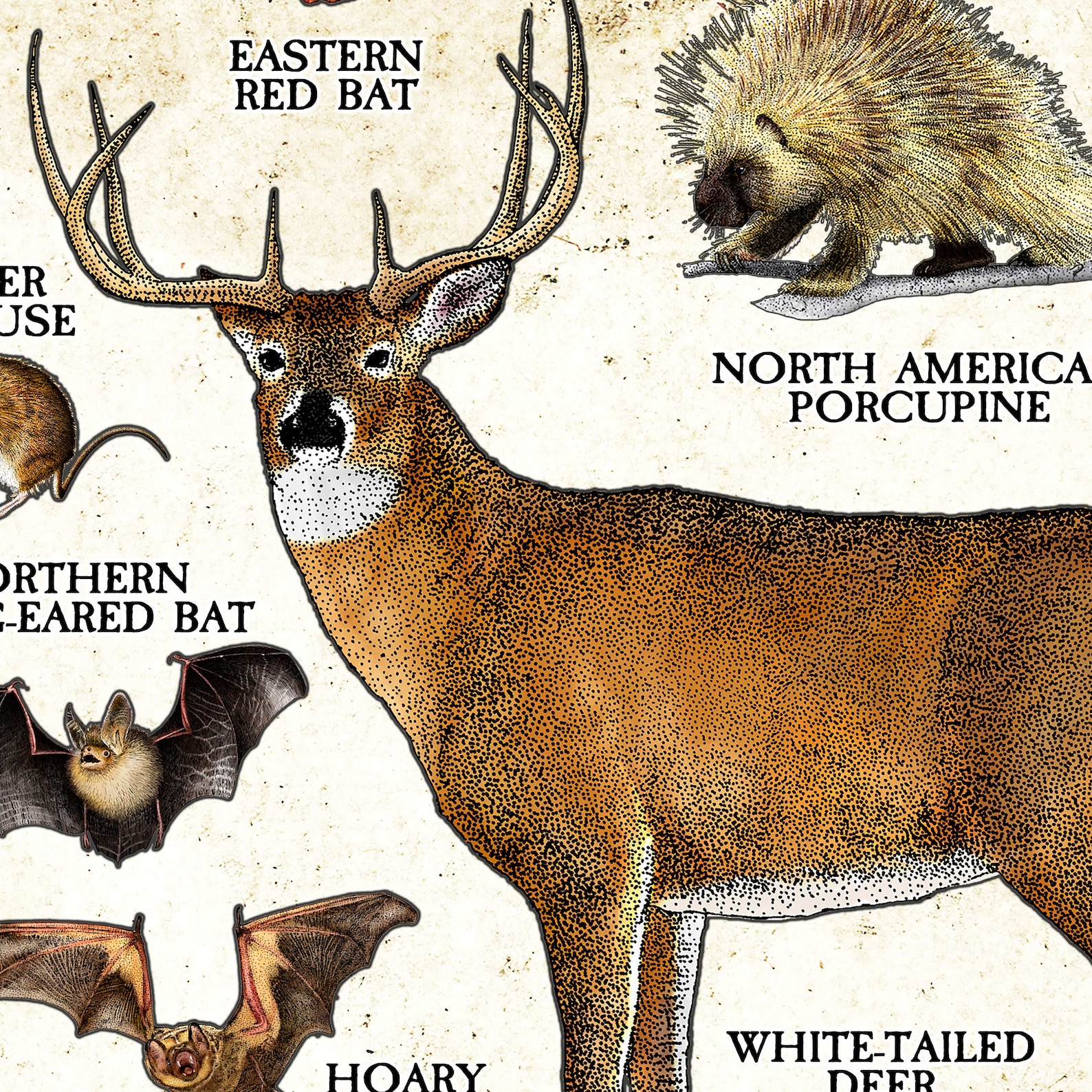 Land Mammals of Rhode Island Poster Print / Rhode Island - Etsy