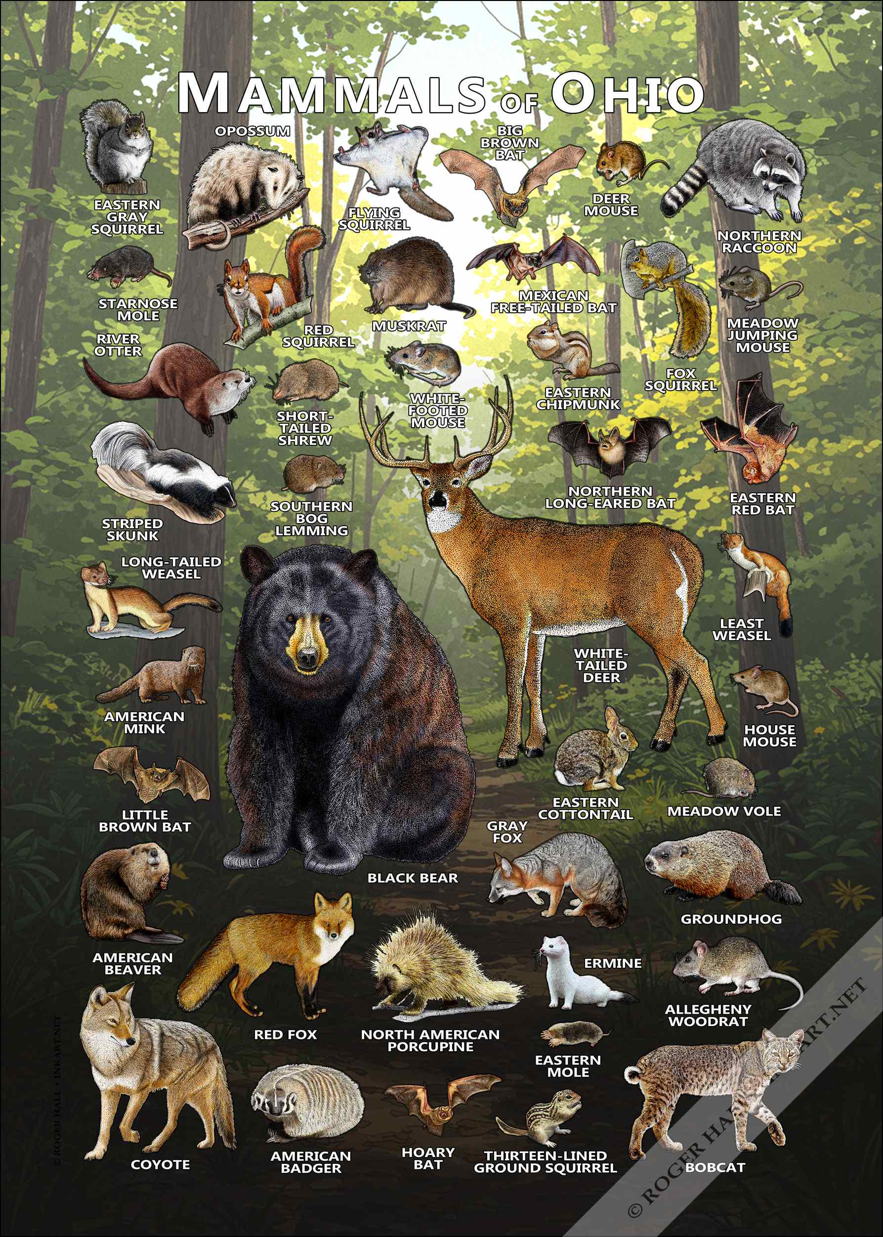 Ohio Mammals Poster Print: Signed Wildlife Art Field Guide - Etsy