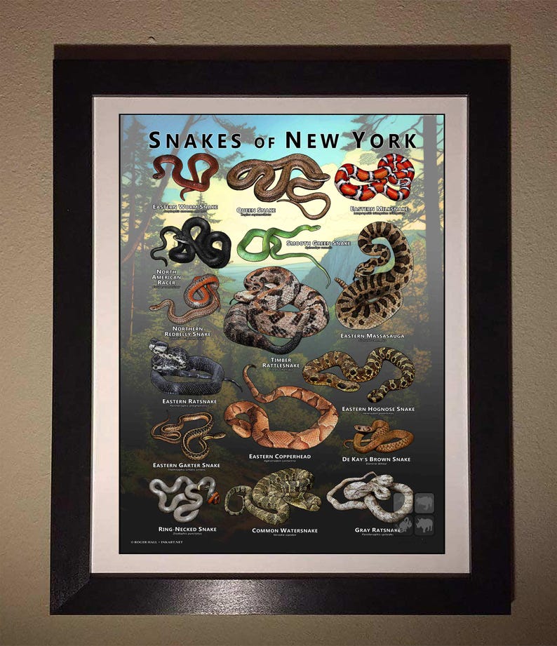 Snakes of New York Poster Print/field Guide - SIGNED BY ARTIST! - Etsy