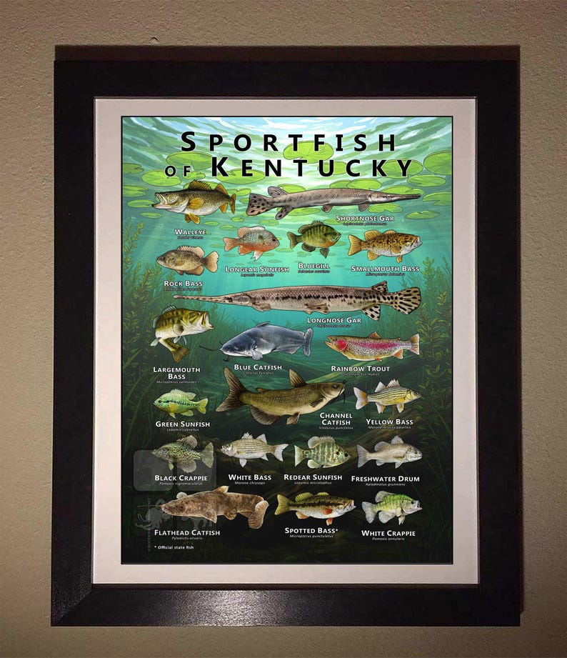 Sportfish of Kentucky Poster Print/field Guide - SIGNED BY ARTIST! - Etsy