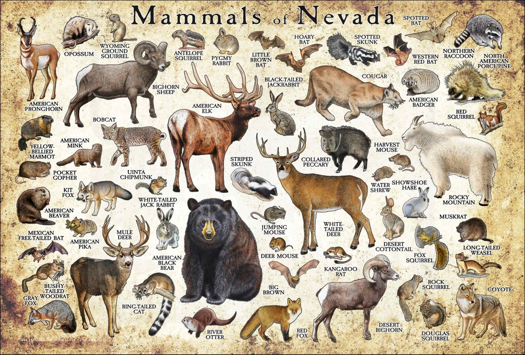 Mammals of Nevada Poster Print / Nevada Mammals Field Guide / Animals ...