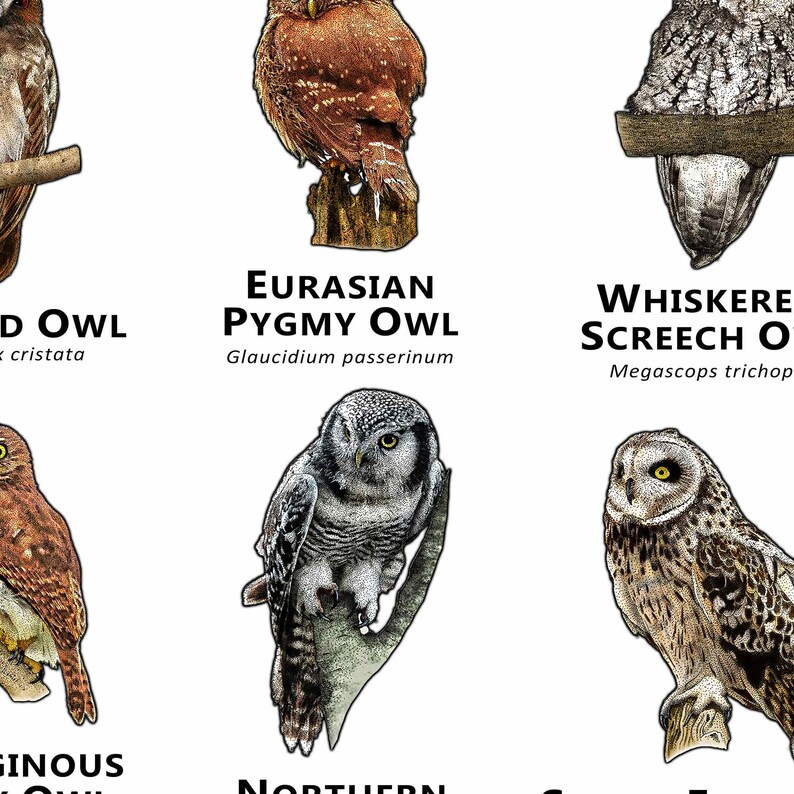 Owls of the World Art Print / Field Guide - SIGNED BY ARTIST - Etsy