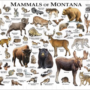 Montana Mammals Poster Print: Signed Wildlife Art Field Guide - Etsy