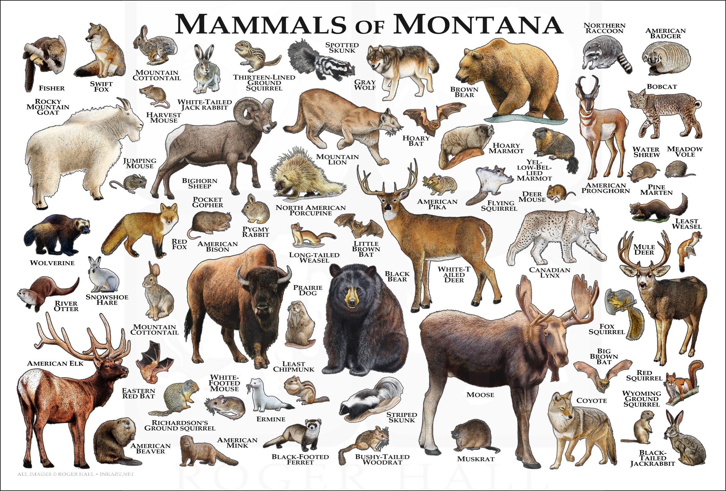 Impresión de póster de mamíferos de Montana / Guía de campo de - Etsy ...