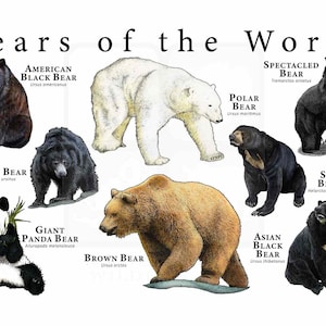 Bears of the World Poster / Field Guide - SIGNED BY ARTIST! - Etsy