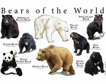 Types Of Bears
