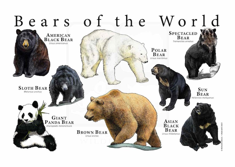 Bears of the World Poster / Field Guide | Etsy