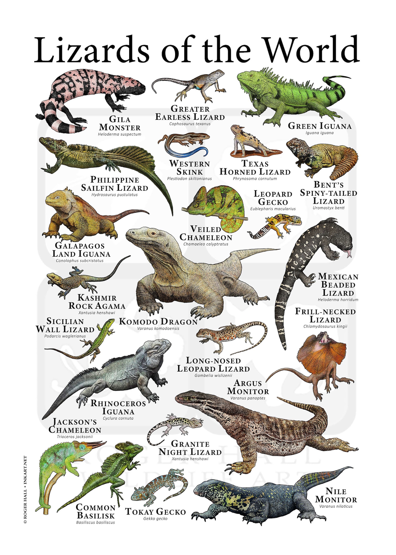 Lizards of the World Poster Print | Etsy