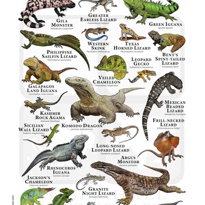 Lizards of the World Poster Print - Etsy