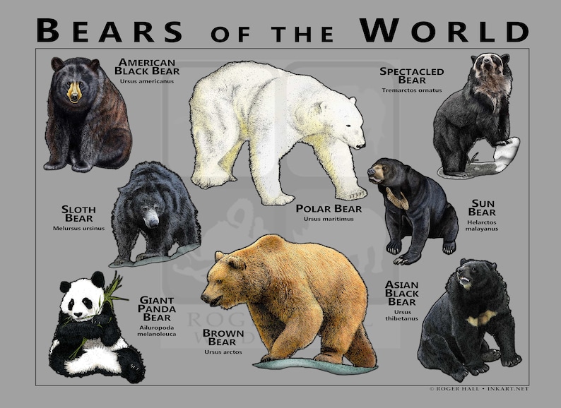 Bears of the World Poster / Field Guide | Etsy