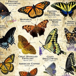 Butterflies of Connecticut Poster Print - Field Guide - Etsy