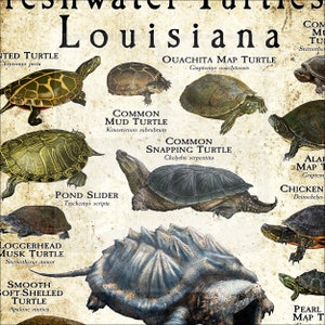 Freshwater Turtles of Louisiana Poster Print/field Guide - SIGNED BY ...