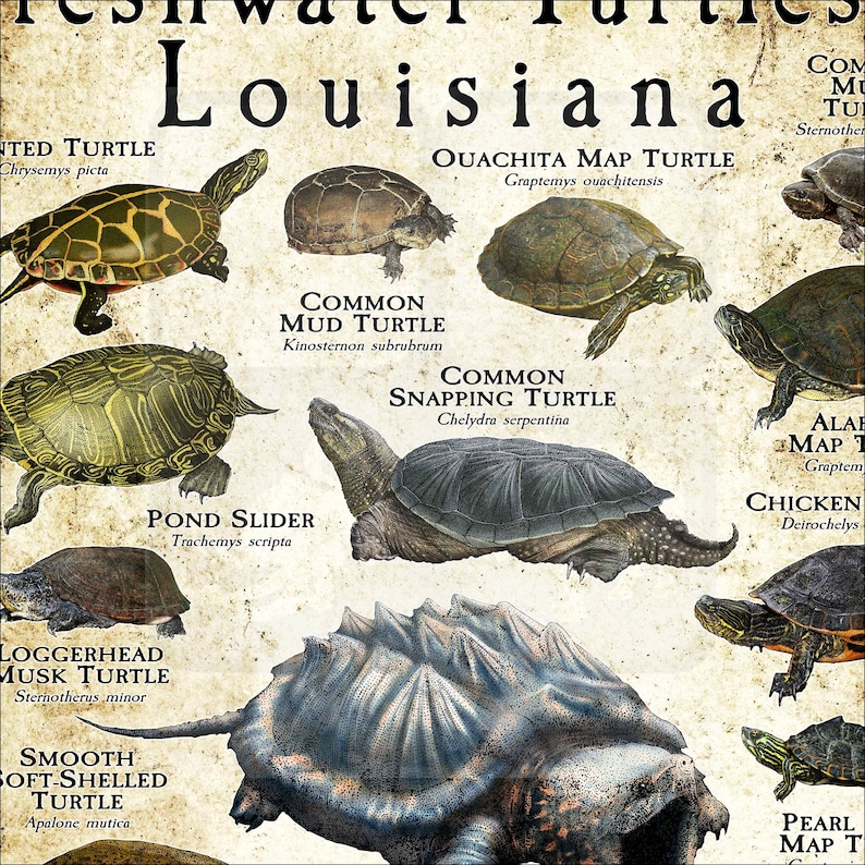 Freshwater Turtles of Louisiana Poster Print/field Guide - SIGNED BY ...