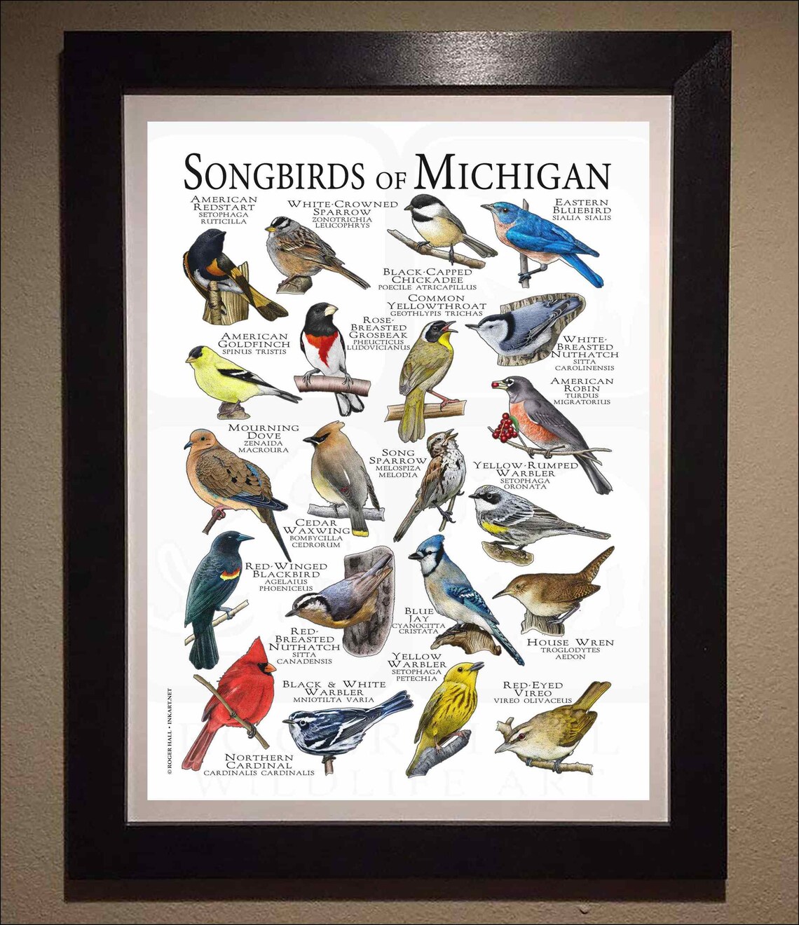 Songbirds of Michigan Poster Print - Field Guide - SIGNED BY ARTIST! - Etsy