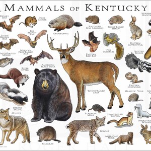 Mammals of Kentucky Poster Print / Kentucky Mammals Field Guide ...