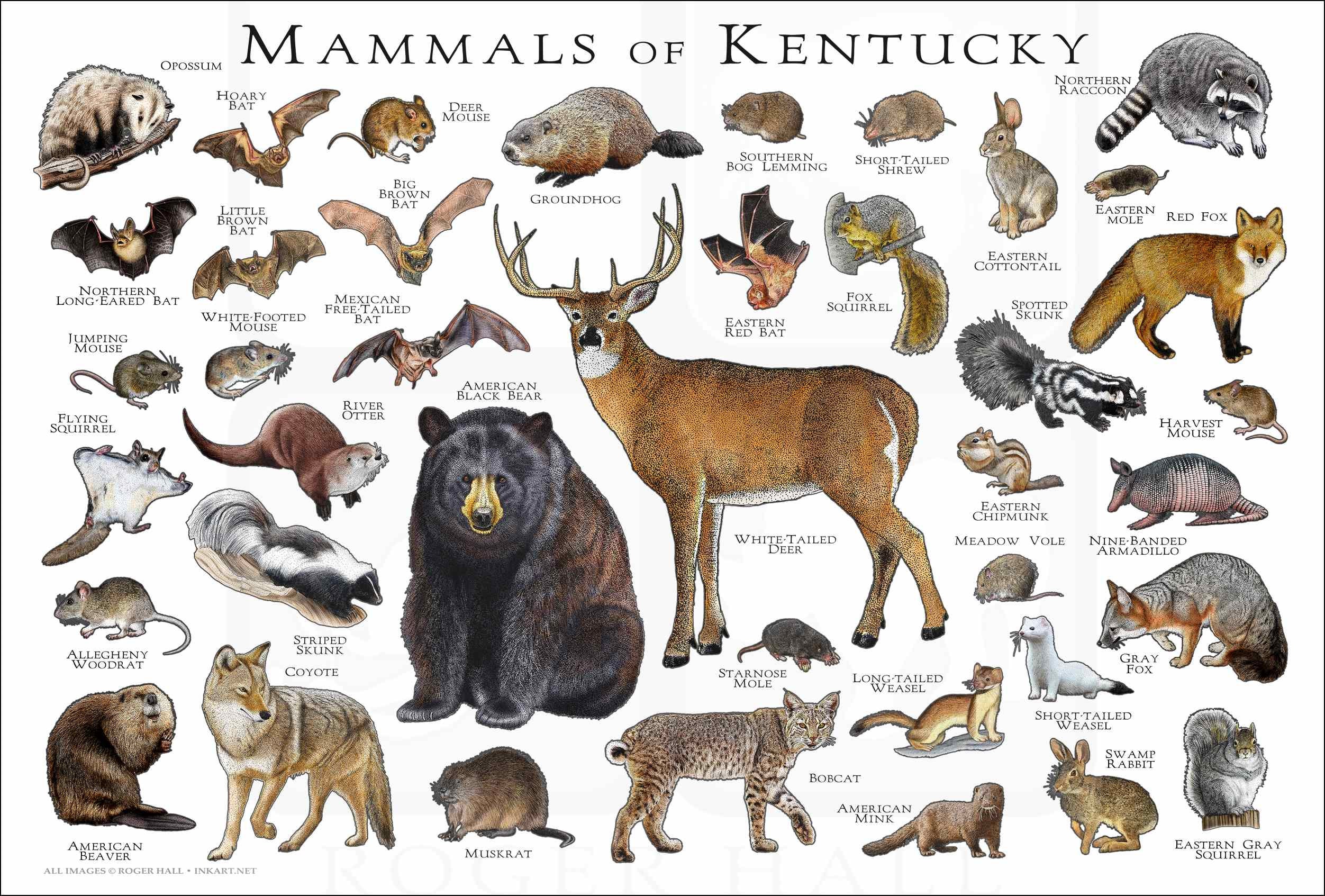 Kentucky State Animal