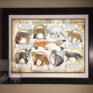 Fox Species of the World Poster Print - Etsy