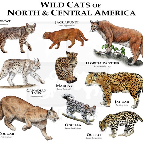 Extinct Animals of North America Poster - Etsy Canada