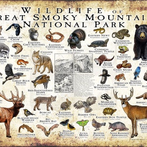 Wildlife of Great Smoky Mountains National Park/field Guide - SIGNED BY ...