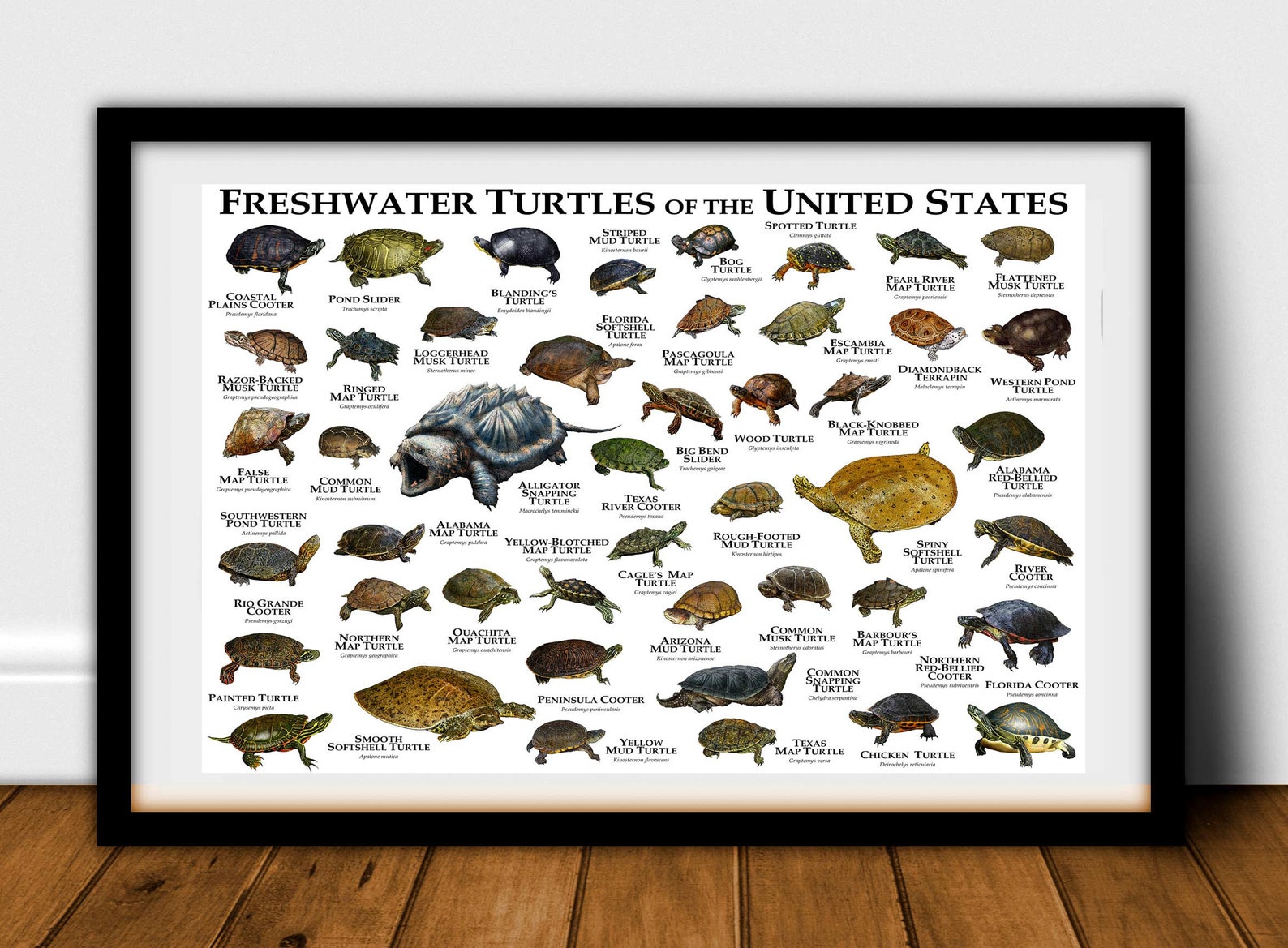 Freshwater Turtles of the United States Art Print / Field | Etsy Canada