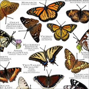 Butterflies of Colorado Poster Print - Field Guide - Etsy