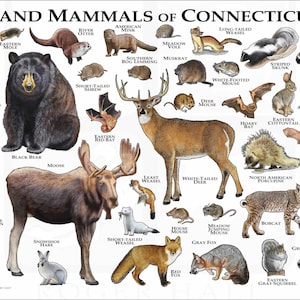 Mammals of Connecticut Poster Print / Connecticut Mammals Field Guide ...