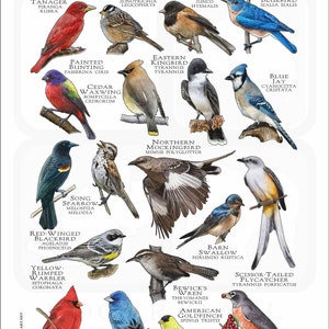 Songbirds of Texas Poster Print Field Guide - Etsy