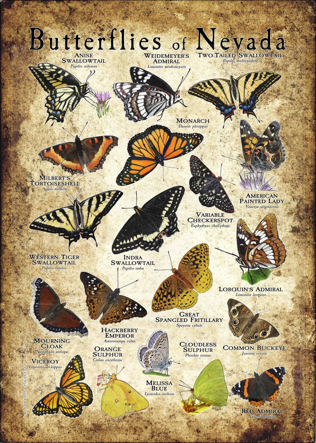 Butterflies of Nevada Poster Print - Field Guide - Etsy