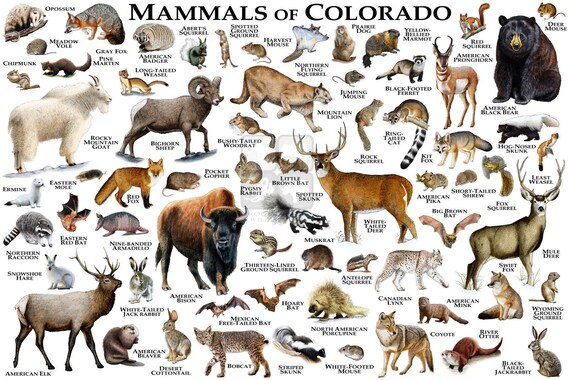 Mammals of Colorado Poster Print / Colorado Mammals Field | Etsy