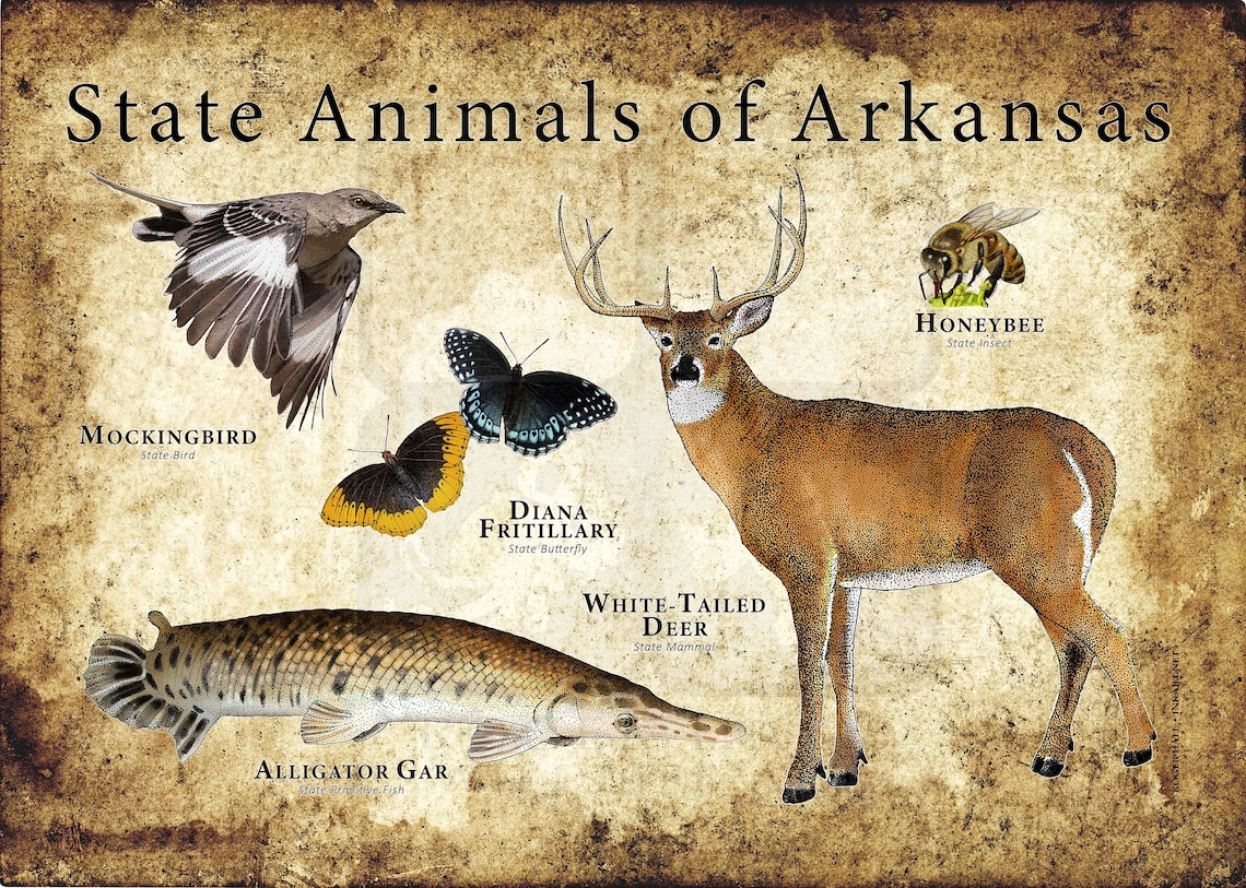 Arkansas State Animals Poster Print - Etsy Canada