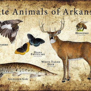 Arkansas State Animals Poster Print | Etsy