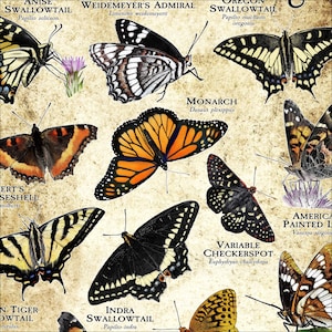 Butterflies of Oregon Poster Print - Field Guide - Etsy
