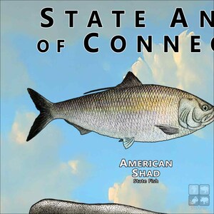 Connecticut State Animals Poster Print - Etsy