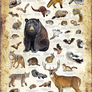 Mammals of Arkansas Poster Print / Arkansas Mammals Field Guide ...