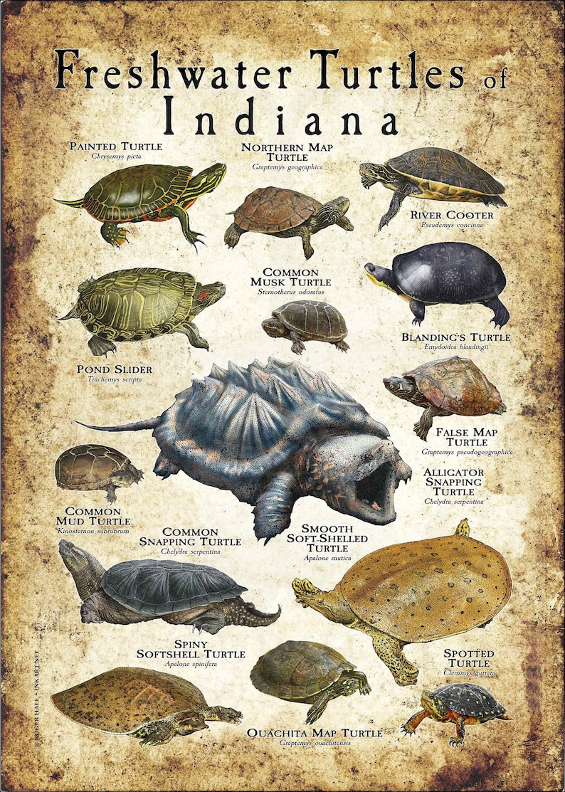 Freshwater Turtles of Indiana Poster Print Field Guide - Etsy