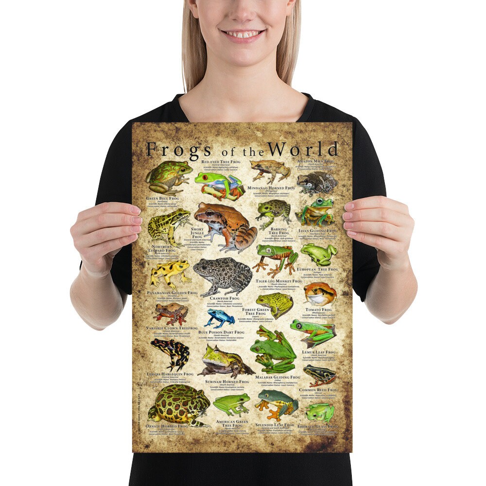 Frogs of the World Poster Print - Etsy UK