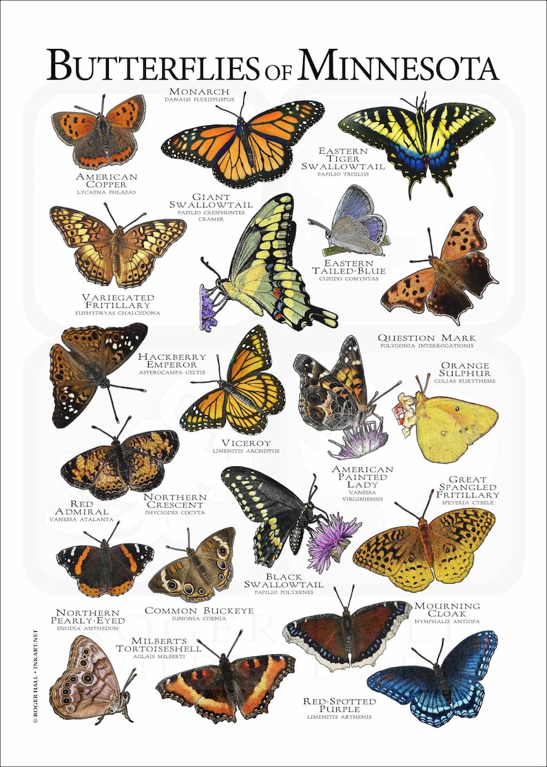 Butterflies of Minnesota Poster Print/field Guide - SIGNED BY ARTIST ...