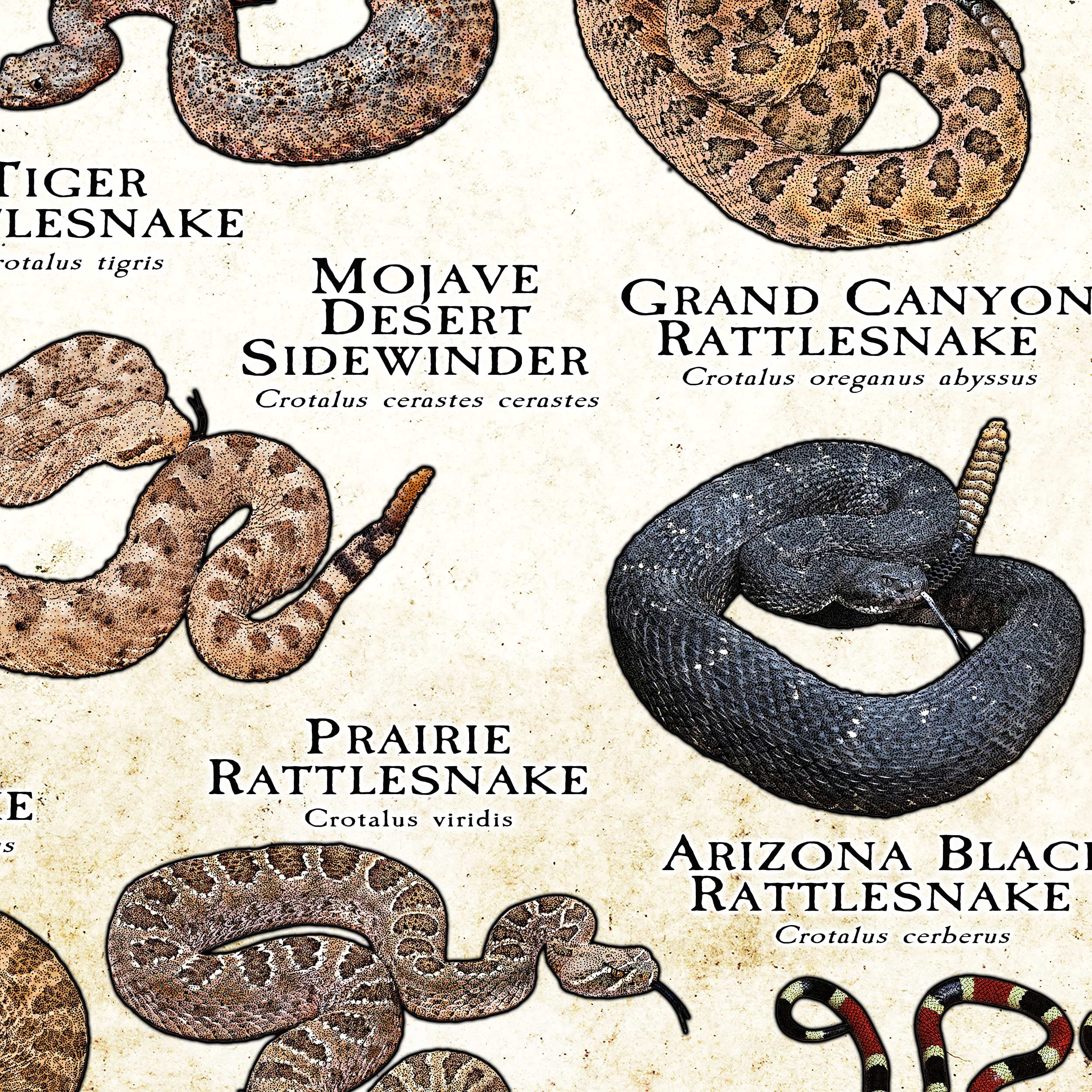 Venomous Snakes of Arizona Art Print / Field Guide - Etsy UK