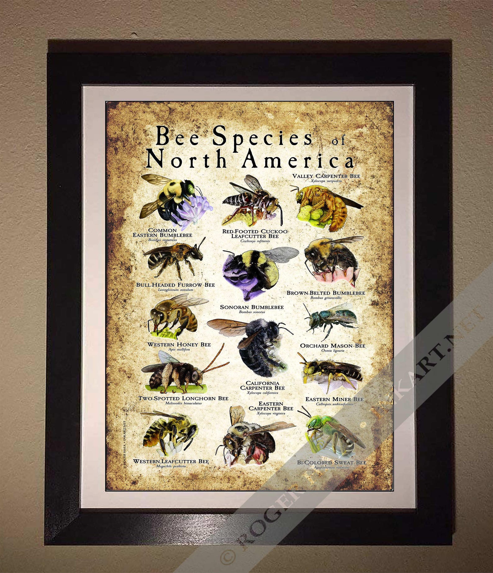 Bee Species of North America Poster Print - SIGNED BY ARTIST! - Etsy