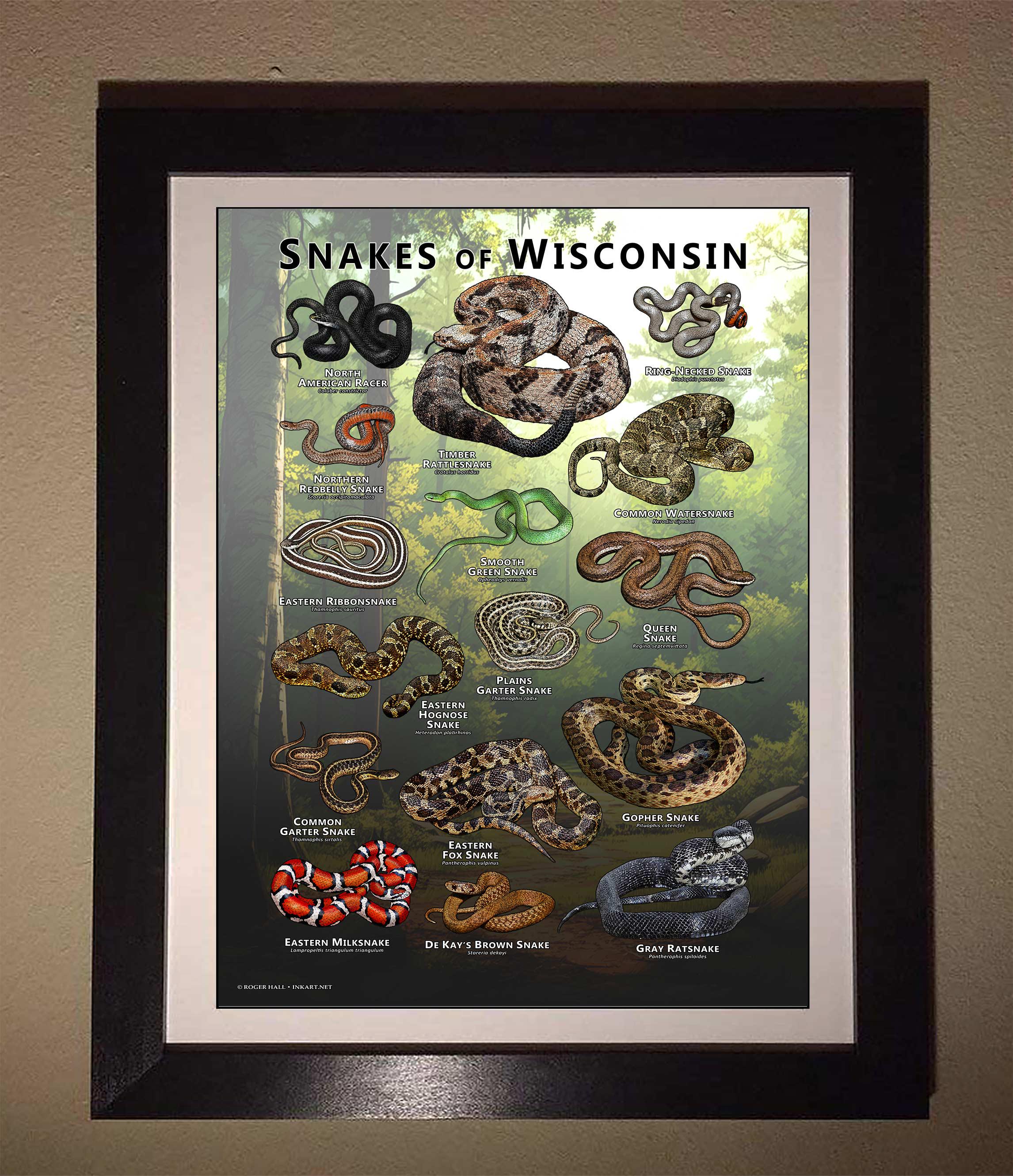 Snakes of Wisconsin Poster Print/field Guide - SIGNED BY ARTIST! - Etsy