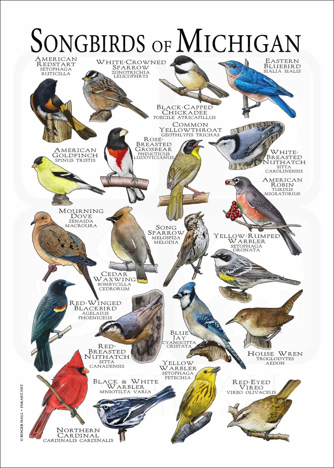 Songbirds of Michigan Poster Print - Field Guide - SIGNED BY ARTIST! - Etsy