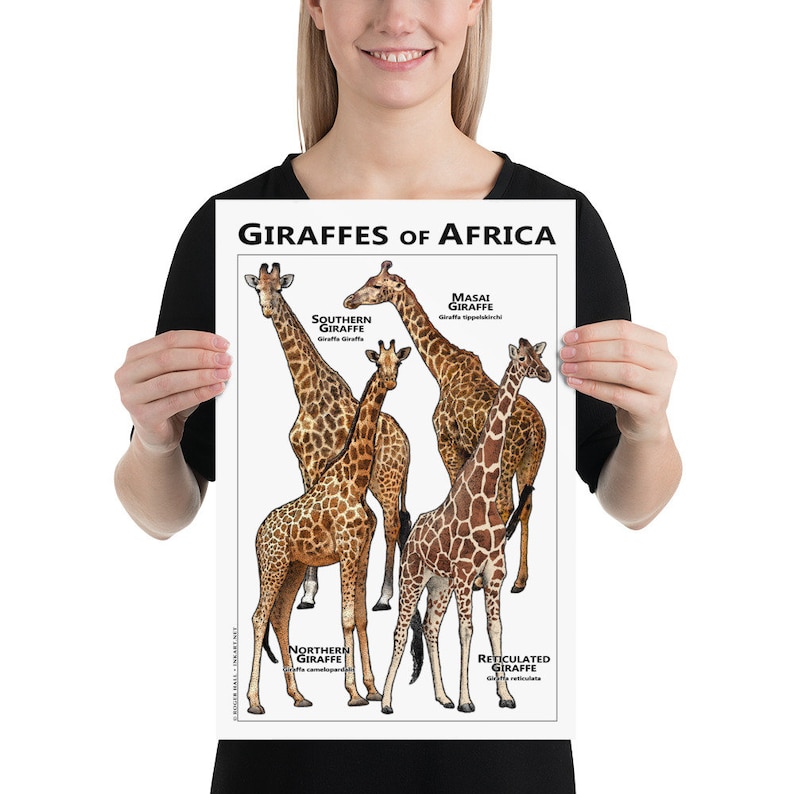 Giraffes of Africa Poster | Etsy