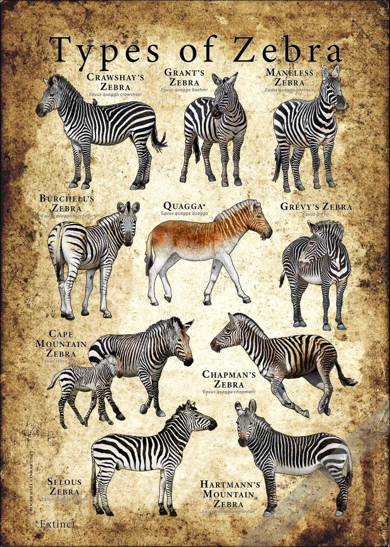 Types of Zebra Poster / Field Guide - SIGNED BY ARTIST! - Etsy