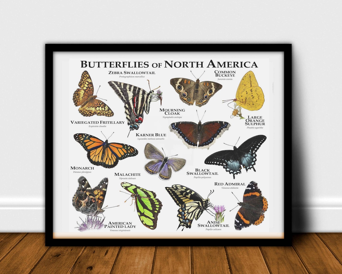 Butterflies of North America Poster Print | Etsy
