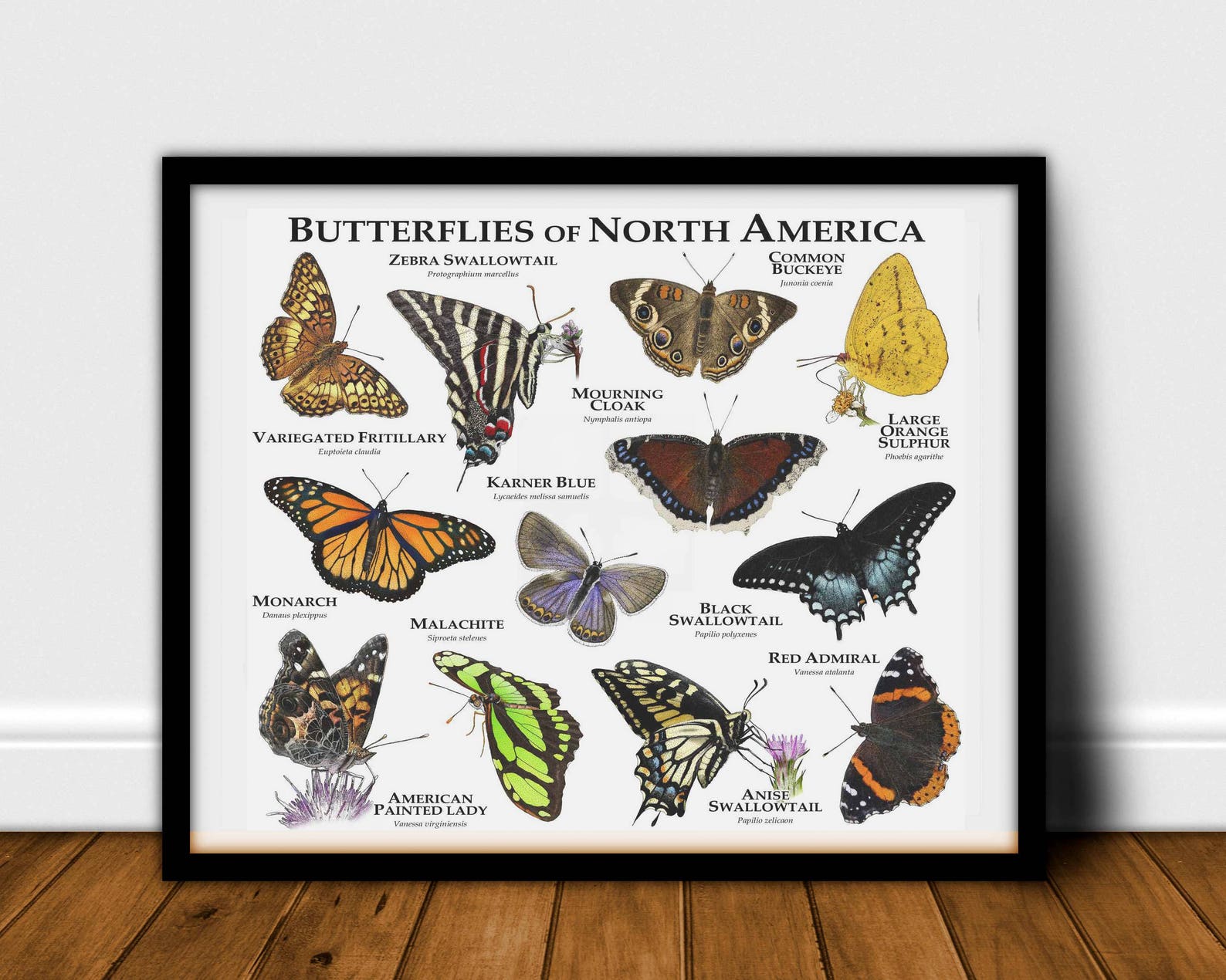 Butterflies of North America Poster Print - Etsy