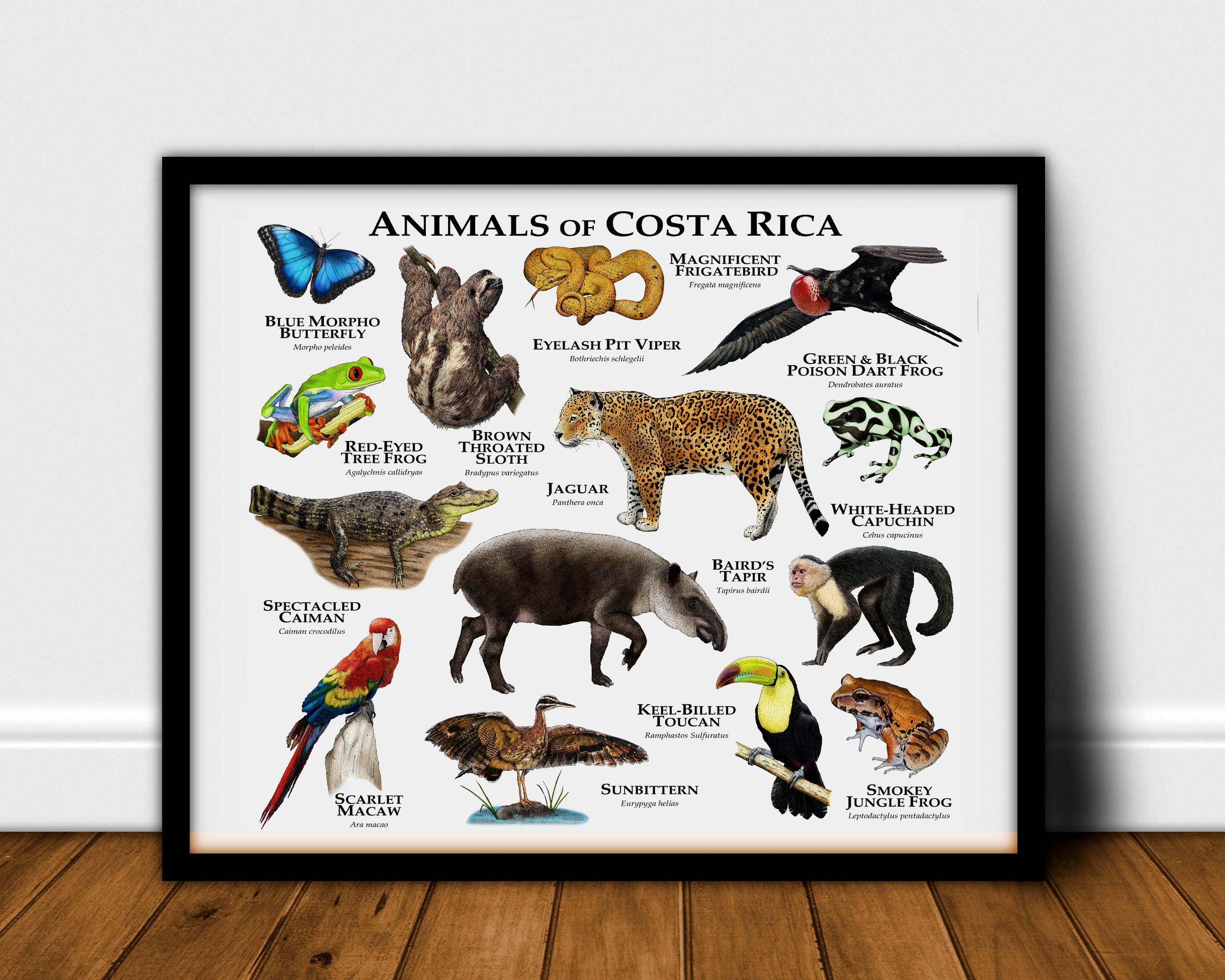 Costa Rican Rainforest Animals