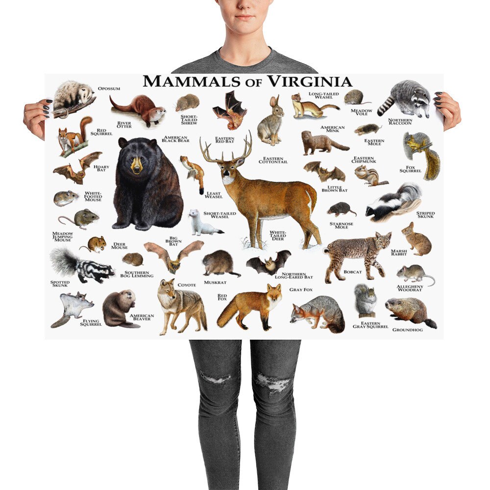 Mammals of Virginia Poster Print / Virginia Mammals Field | Etsy Canada