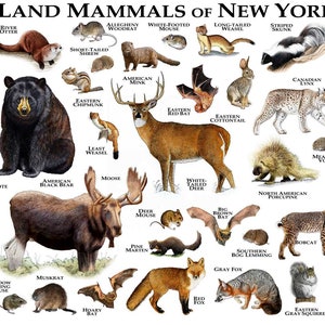 Land Mammals of New York Poster Print / New York Mammals Field | Etsy