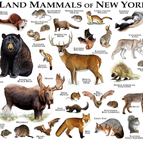 Land Mammals of New York Poster Print / New York Mammals Field | Etsy