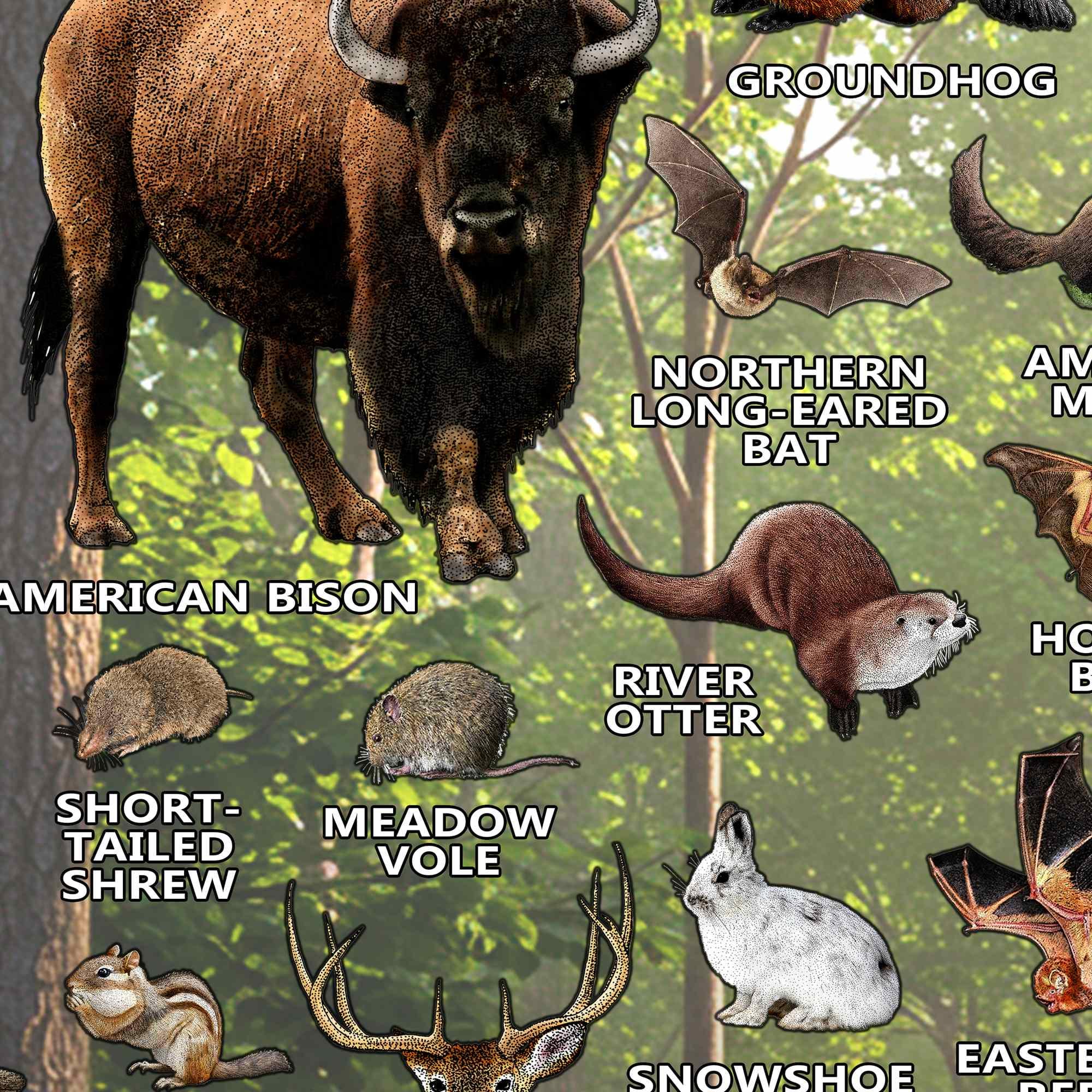 Wisconsin Mammals Poster Print: Field Guide Art - Signed - Etsy